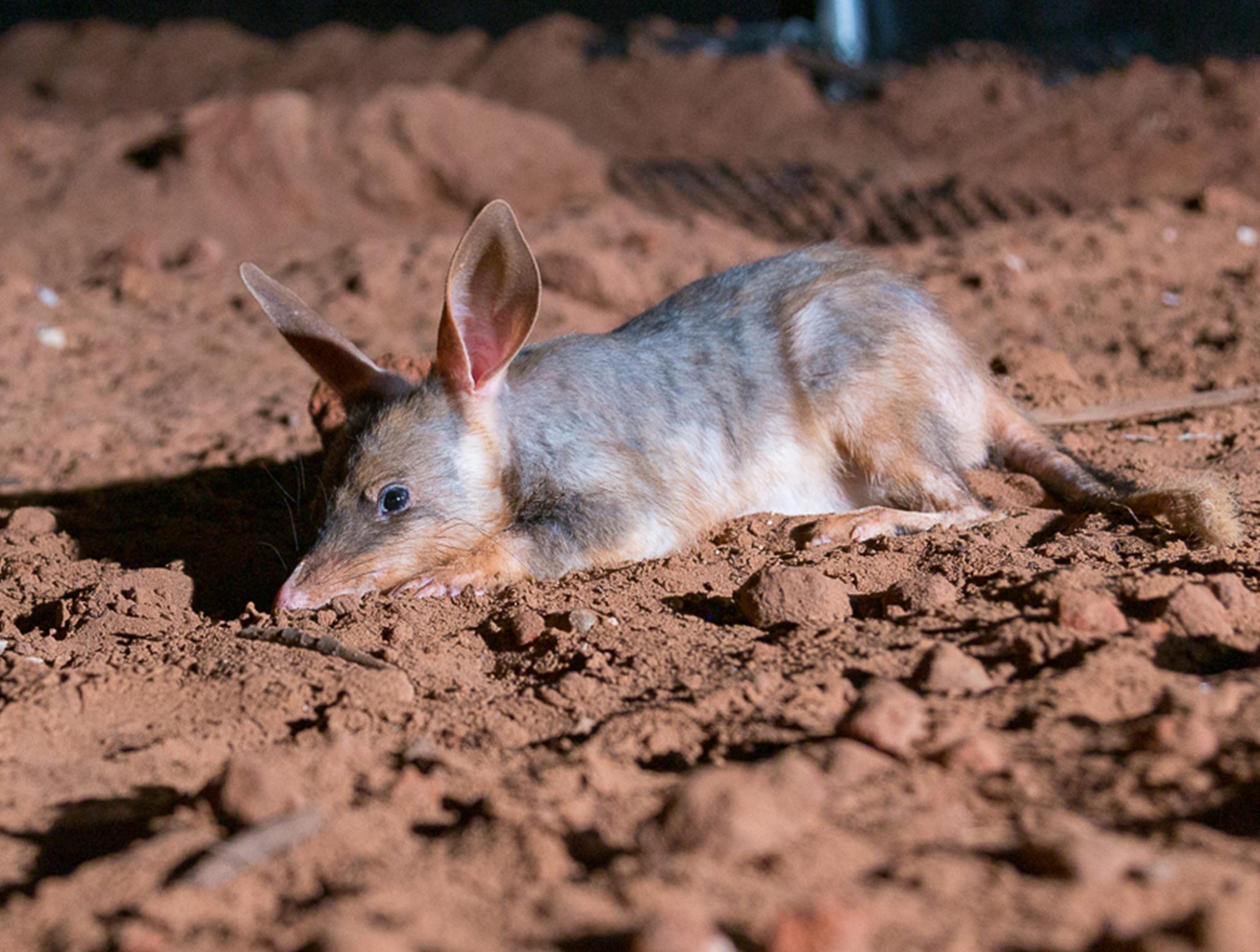 About Bilbies - Save The Bilby Fund