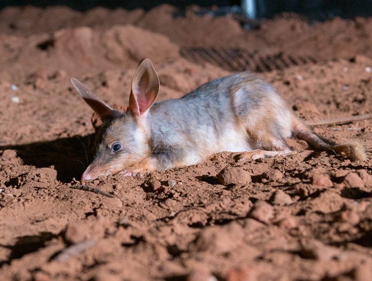 About Bilbies - Save The Bilby Fund