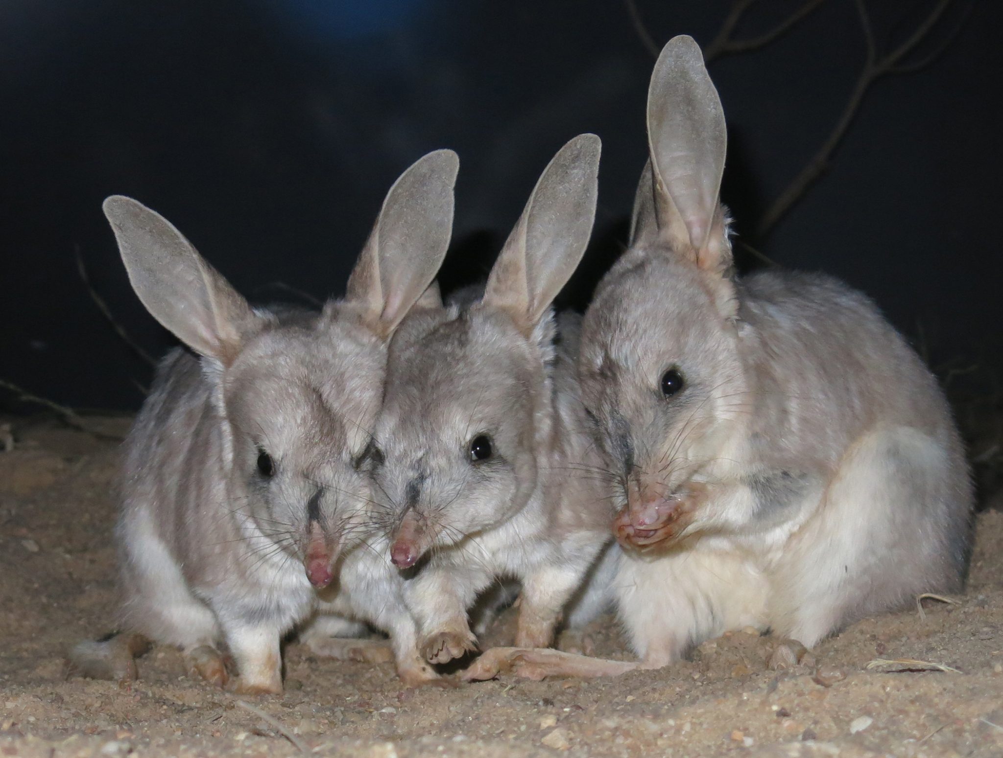 Our Work - Save The Bilby Fund