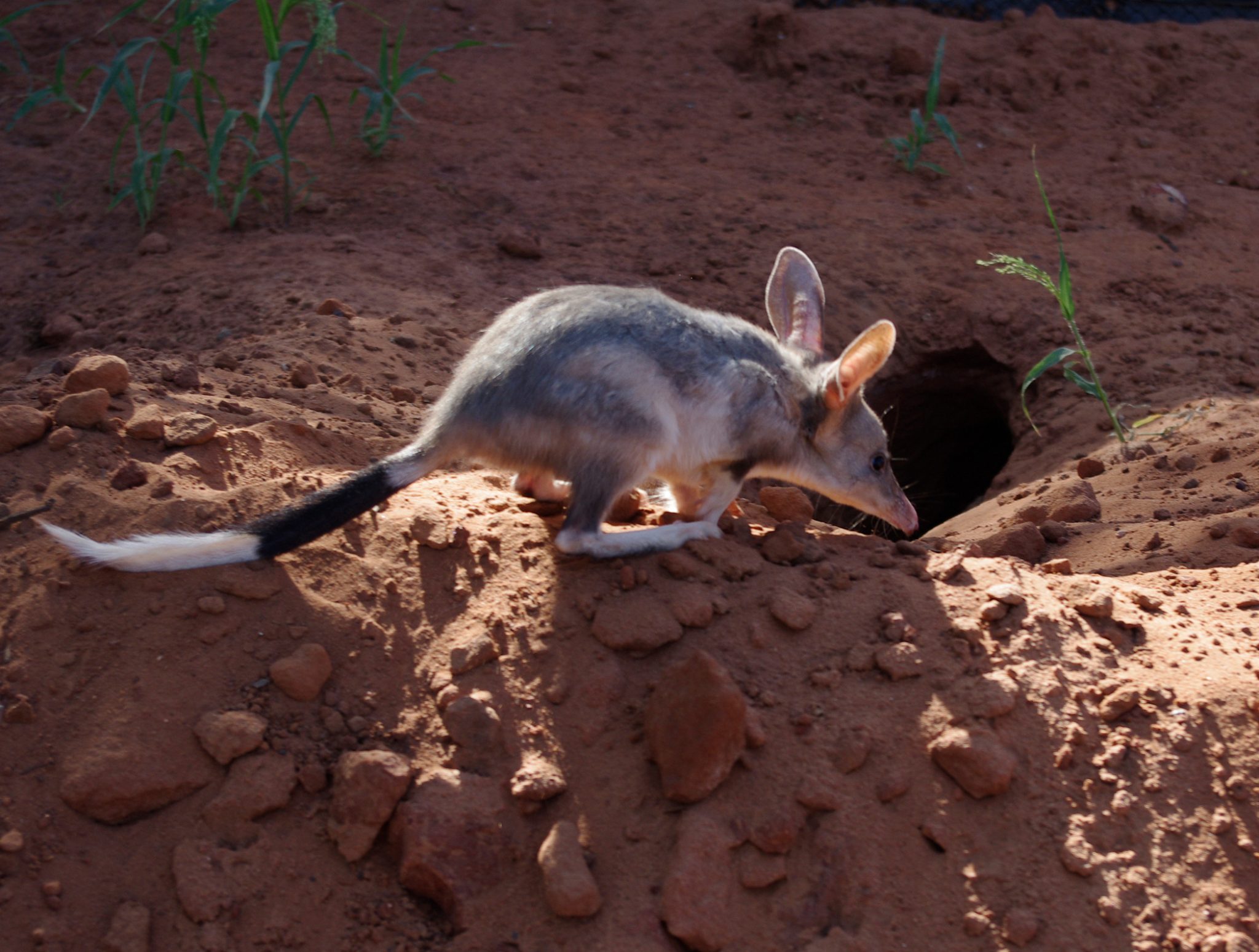 About Bilbies - Save The Bilby Fund