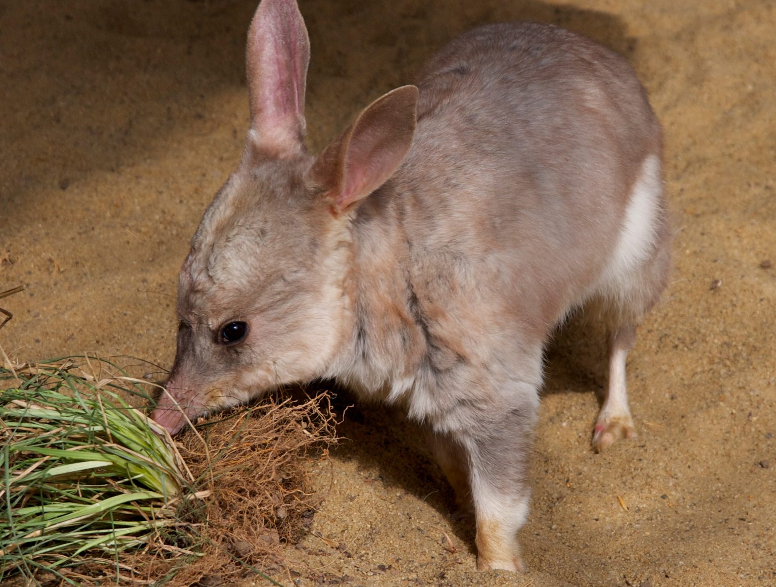 About Bilbies - Save The Bilby Fund