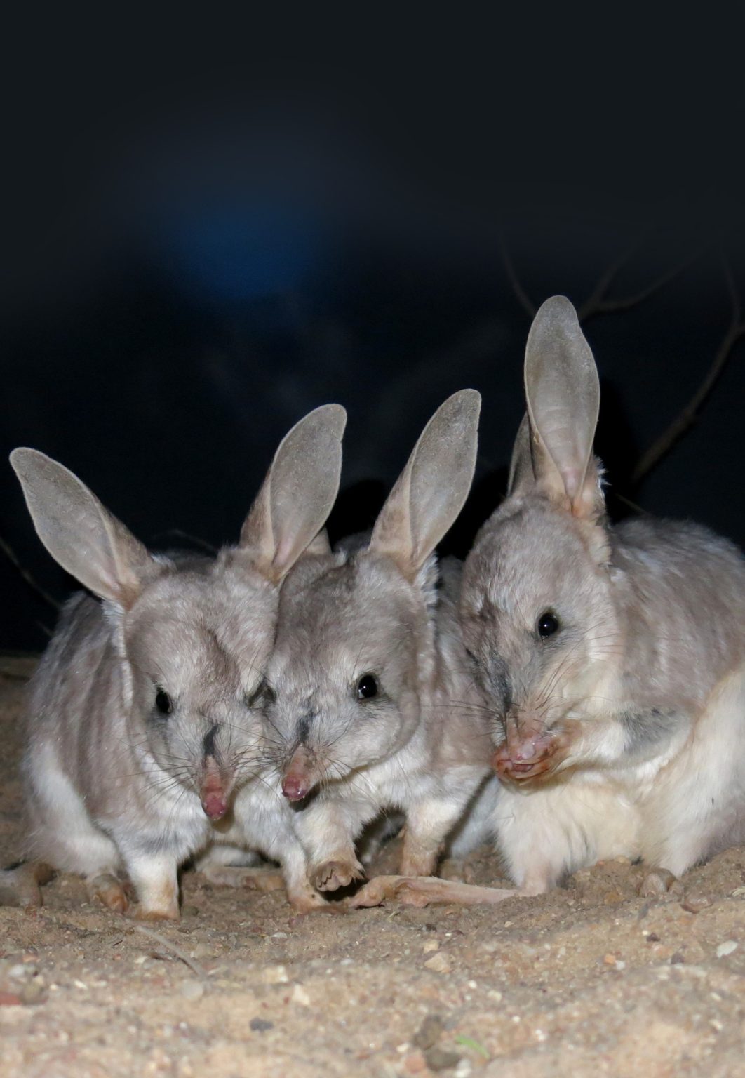 Help Bilbies – Save The Bilby Fund