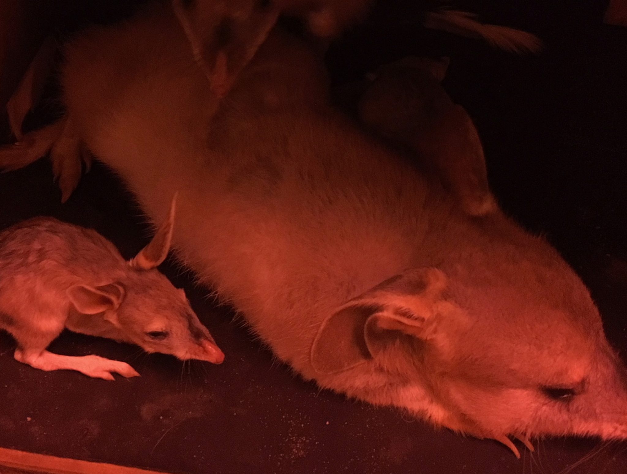 About Bilbies - Save The Bilby Fund