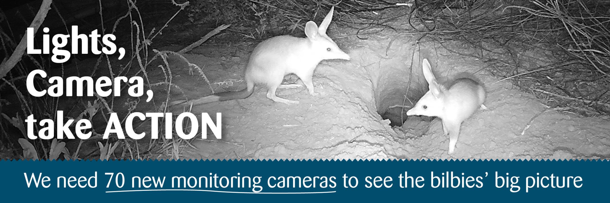 Home - Save The Bilby Fund