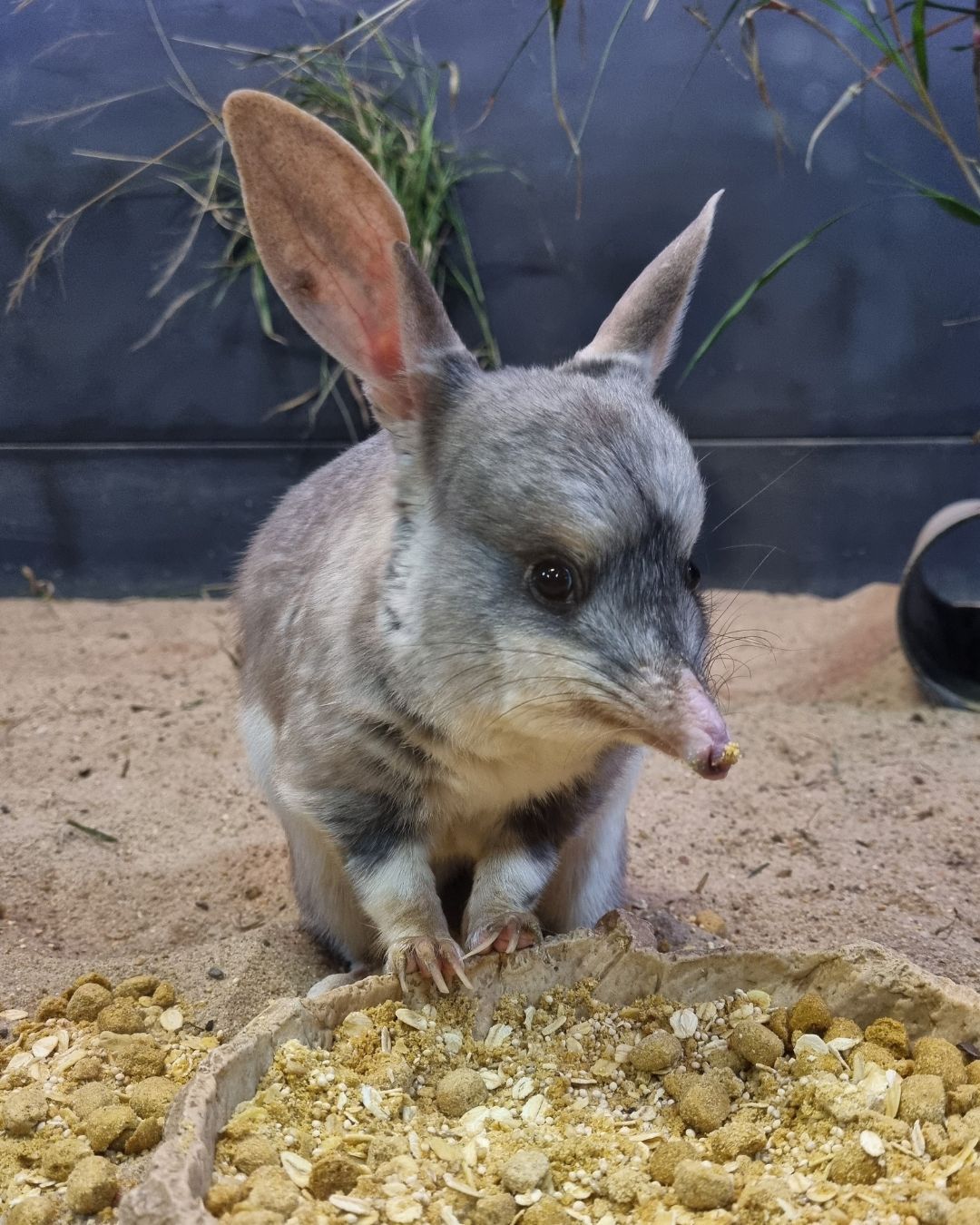 Bilby Photo Gallery - Save The Bilby Fund