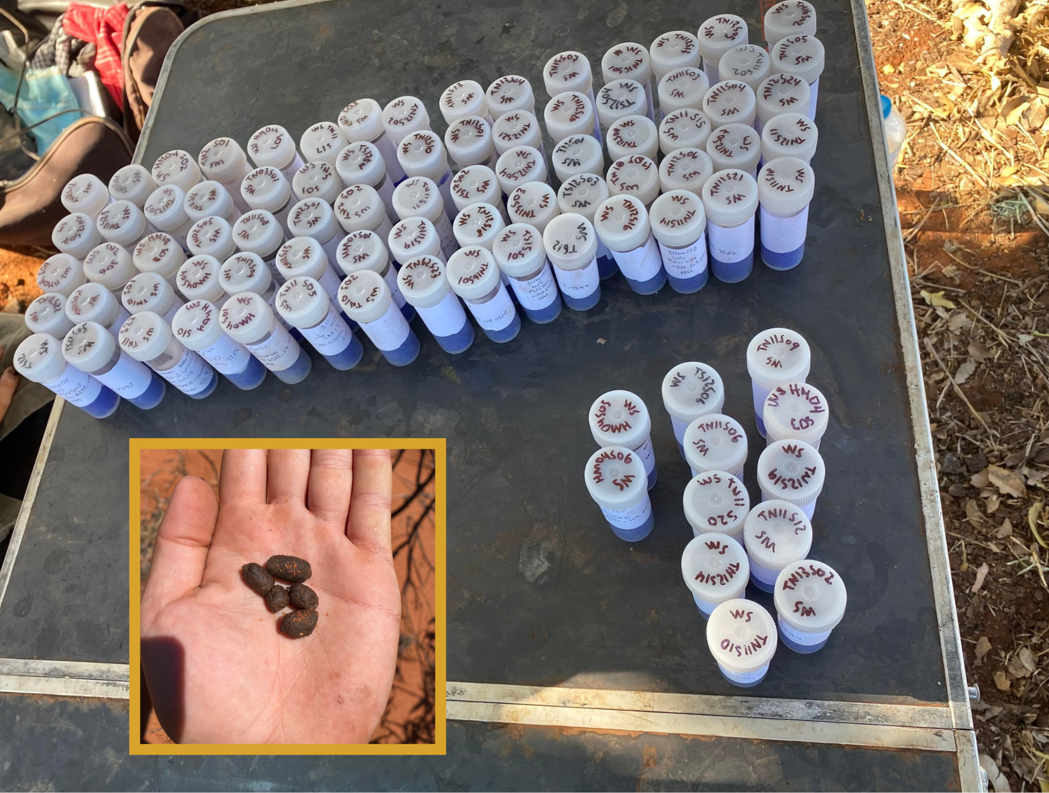 Our Work - Save The Bilby Fund